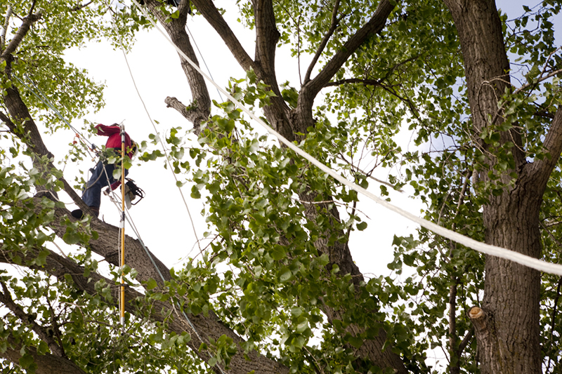 Learn more about OPPD tree maintenance services - OPPD - The Wire