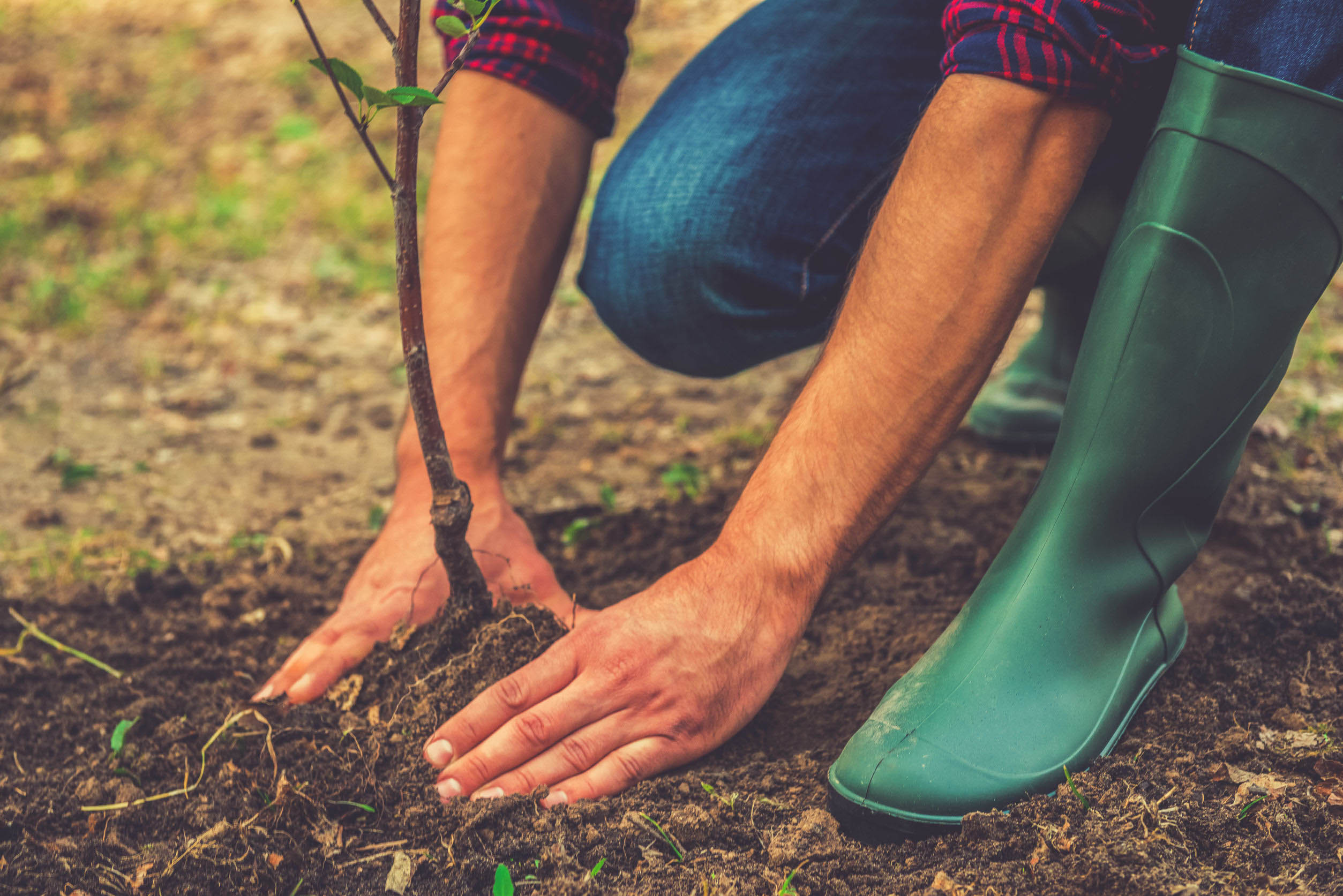These Are The Four Best Trees To Plant This Fall OPPD The Wire These Are The Four Best Trees To Plant This Fall OPPD The Wire