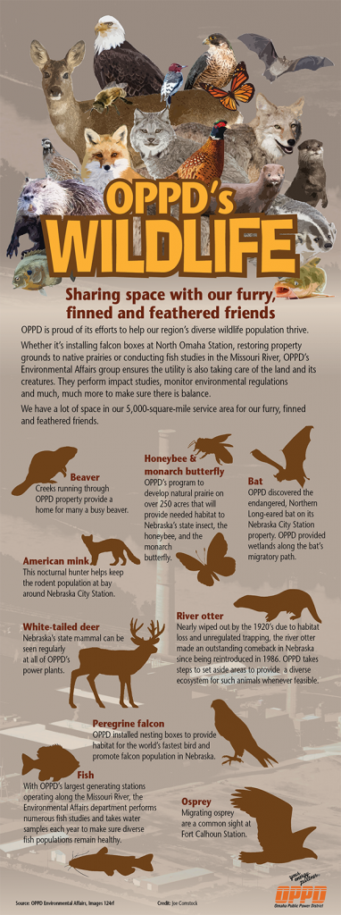 Infographic: Wild about wildlife - The Wire