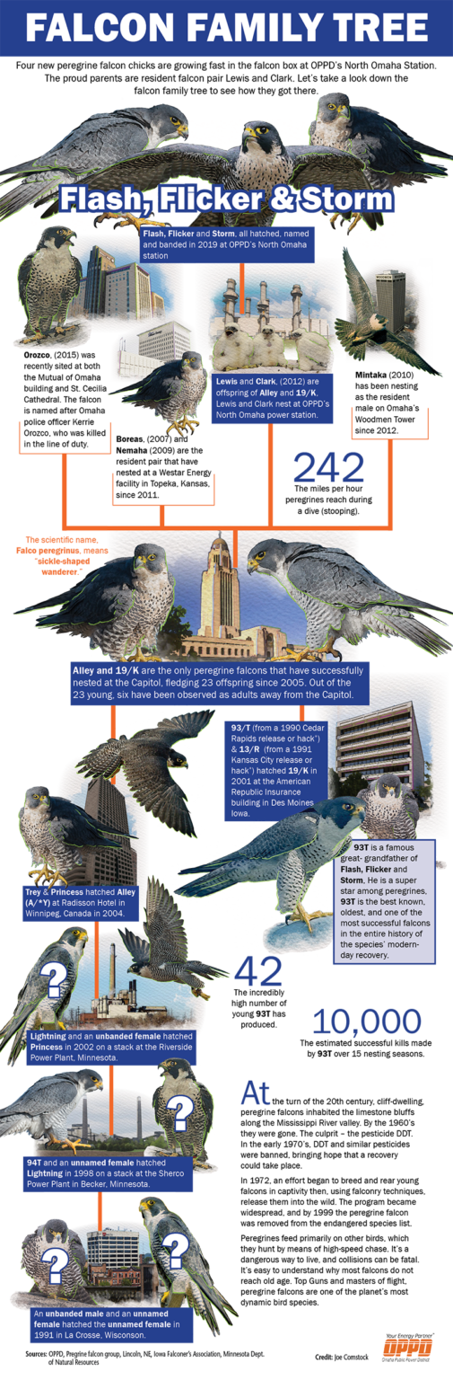 Peregrine falcon chicks get their bands, need names - OPPD - The Wire