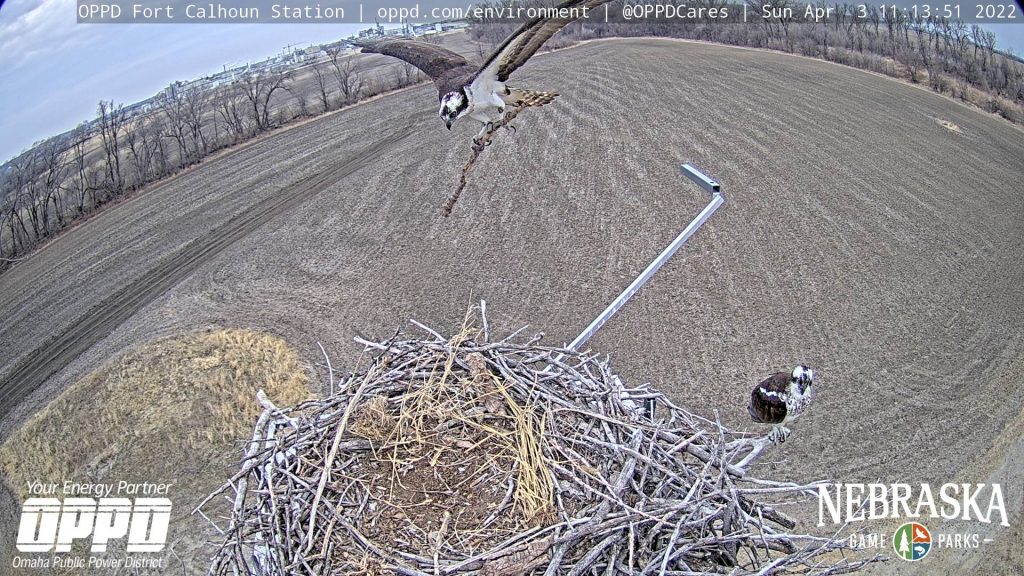 Ospreys return to Fort Calhoun Station - OPPD - The Wire