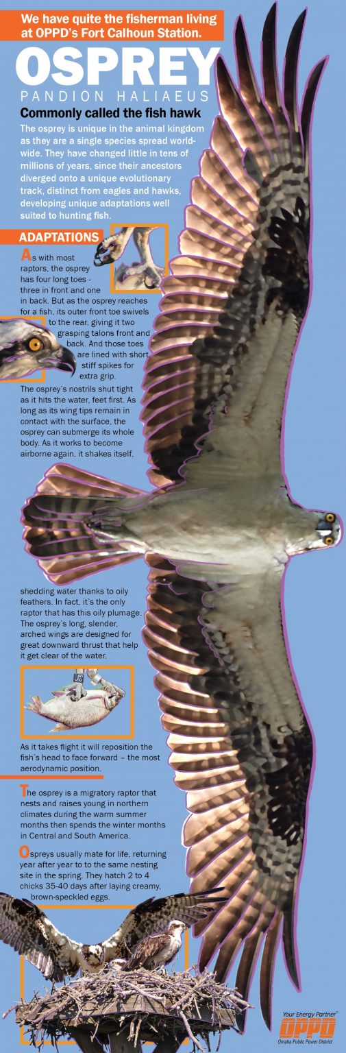 Infographic: The amazing osprey - OPPD - The Wire