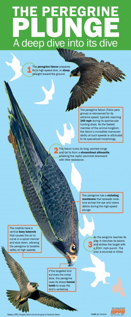 Peregrine falcons use speed to feed - OPPD - The Wire