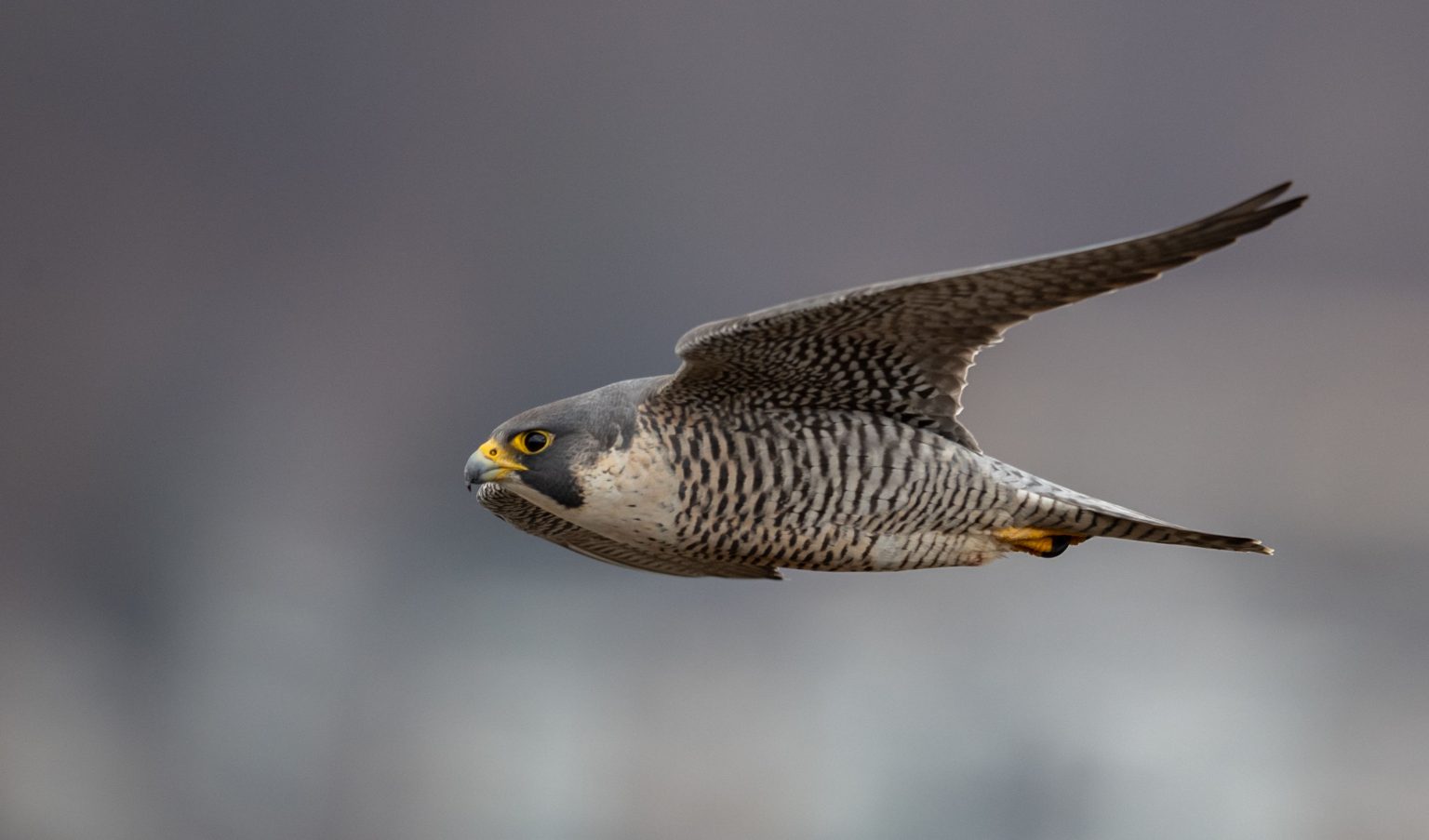 Peregrine falcons use speed to feed - OPPD - The Wire