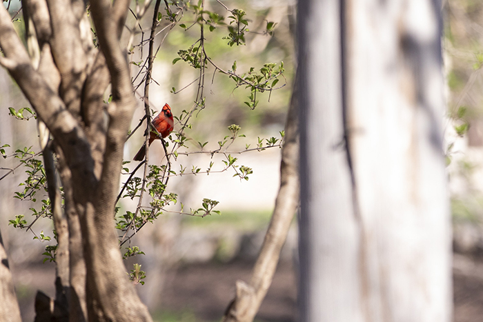 6 ways to explore the OPPD Arboretum - OPPD - The Wire