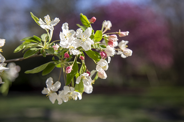 6 ways to explore the OPPD Arboretum - OPPD - The Wire