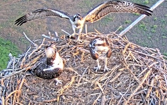 Osprey chicks take to the skies - OPPD - The Wire