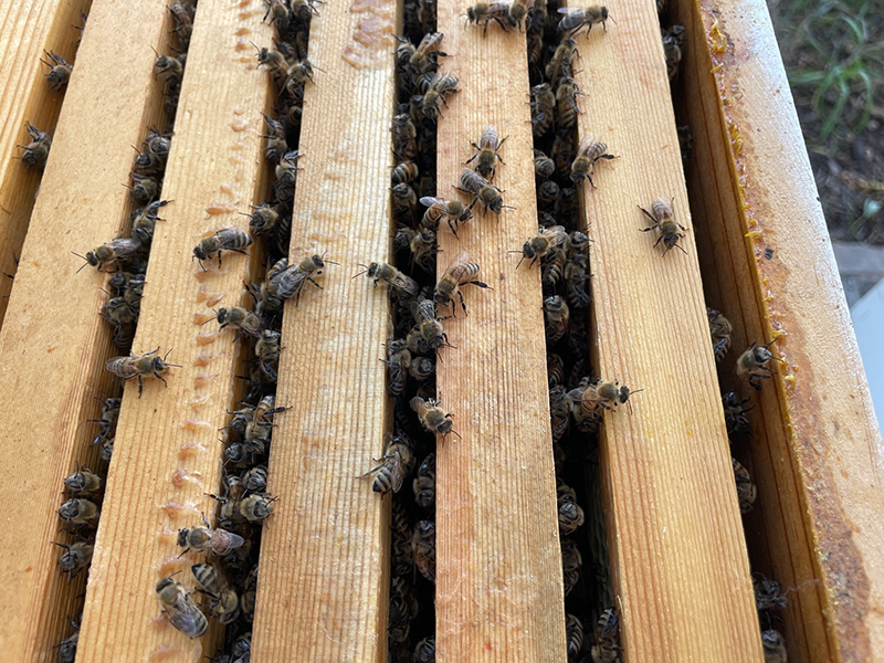 Nebraska City pair enjoy the benefits of bees - The Wire